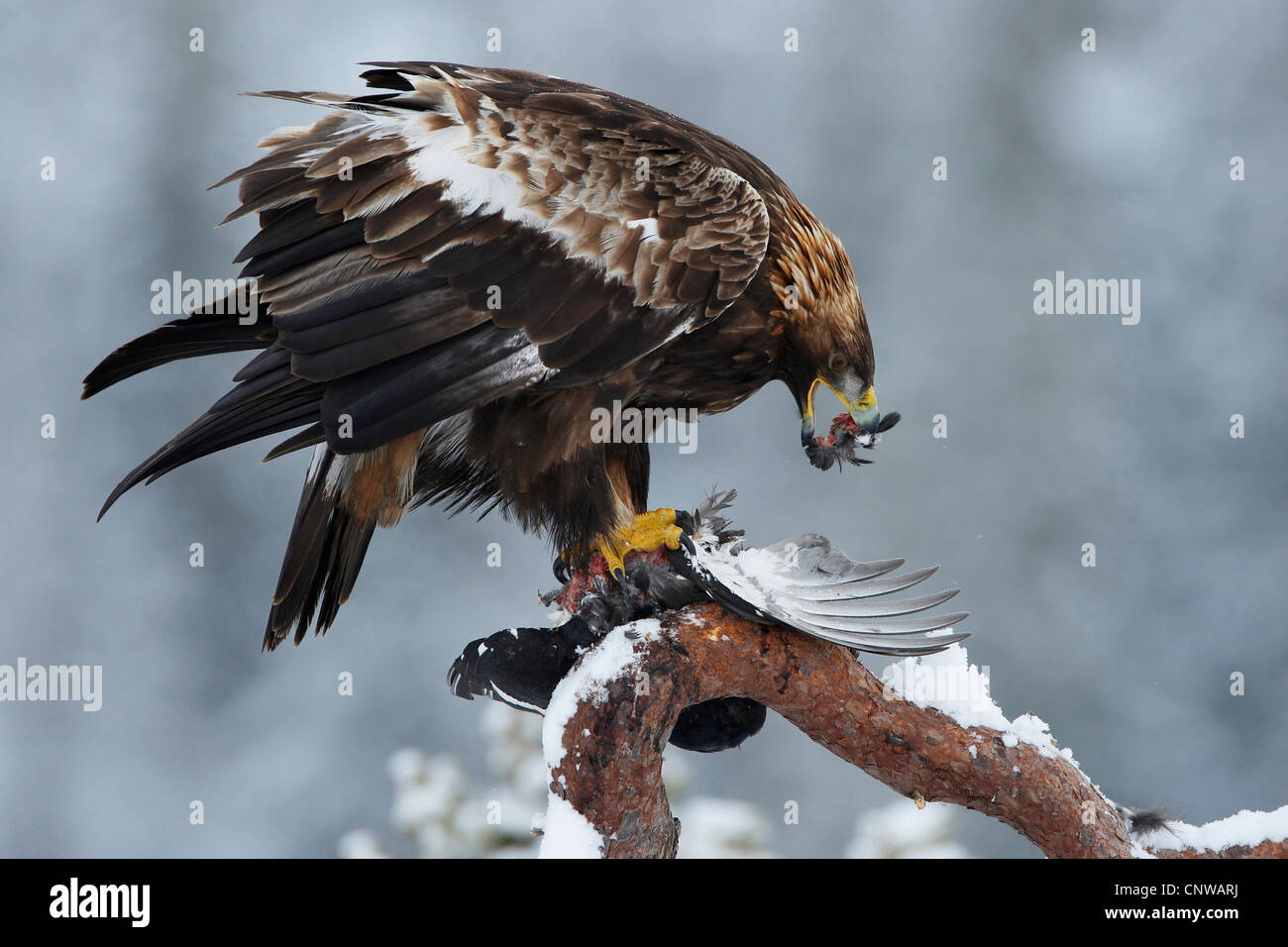 Aquila chrysaetos hunting hi-res stock photography and images - Alamy