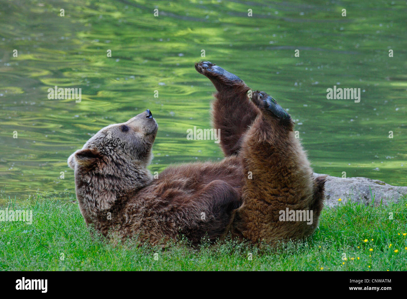 Brown bear lying horizontal hi-res stock photography and images - Alamy