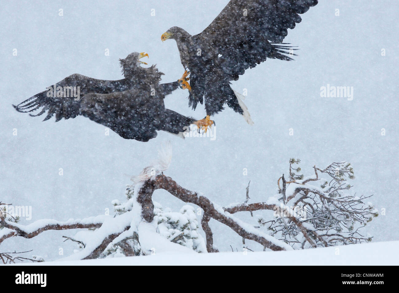 white-tailed sea eagle (Haliaeetus albicilla), two birds fighting in ...