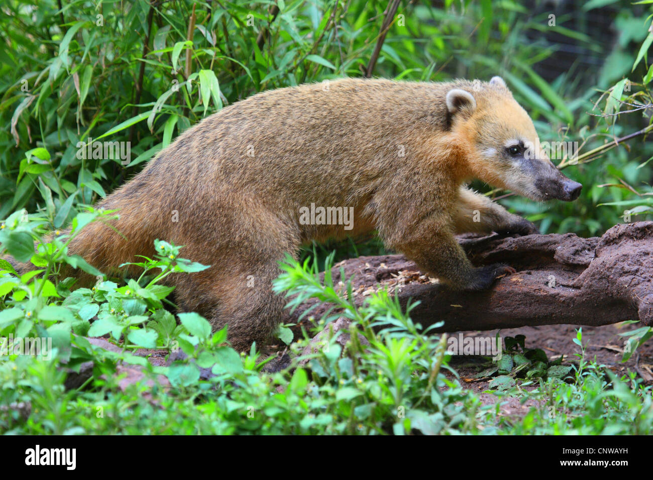 coatimundi, common coati, brown-nosed coati (Nasua nasua), climbing on ...