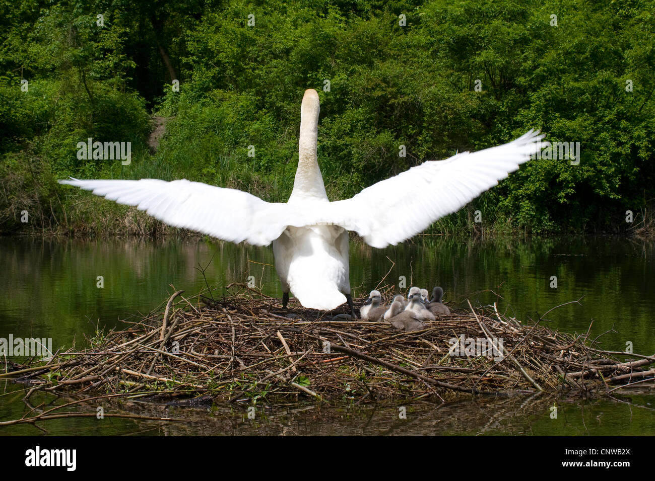 Swan full view hi-res stock photography and images - Alamy