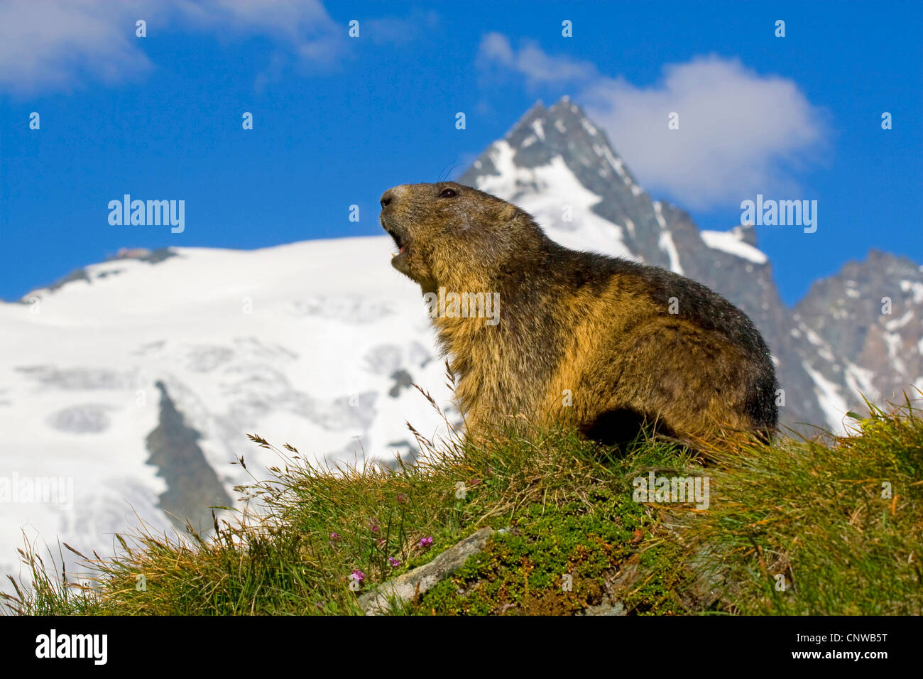 Alpine marmots in national park hi-res stock photography and images - Alamy