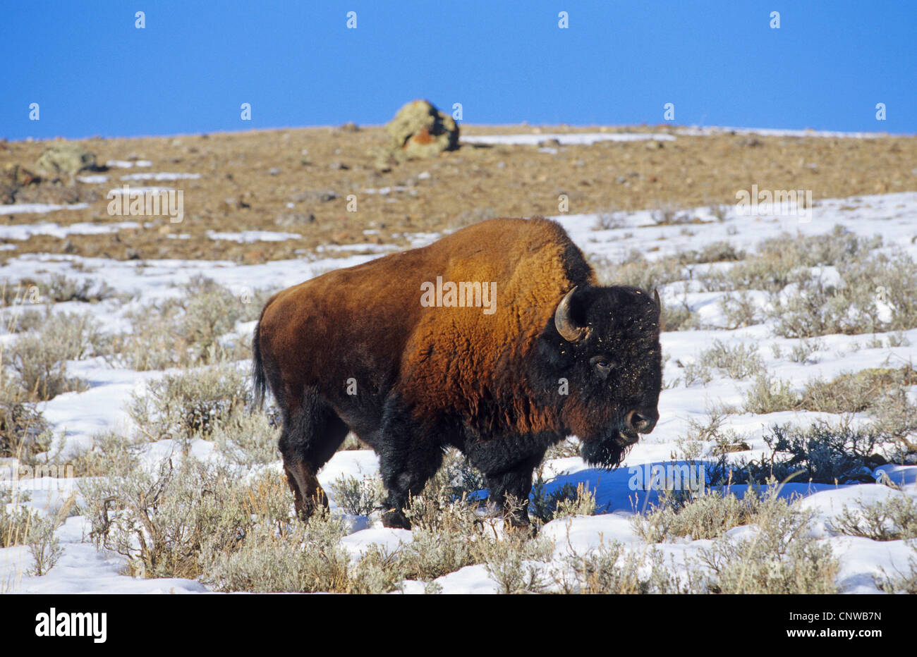 American bison, buffalo (Bison bison), in winter Stock Photo - Alamy