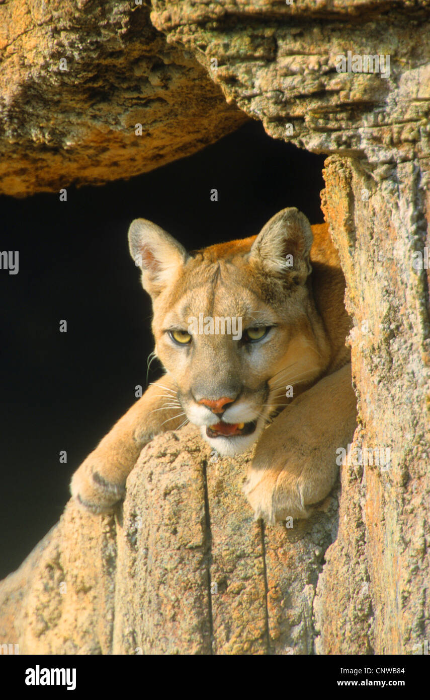 Cougar lying down hi-res stock photography and images - Alamy