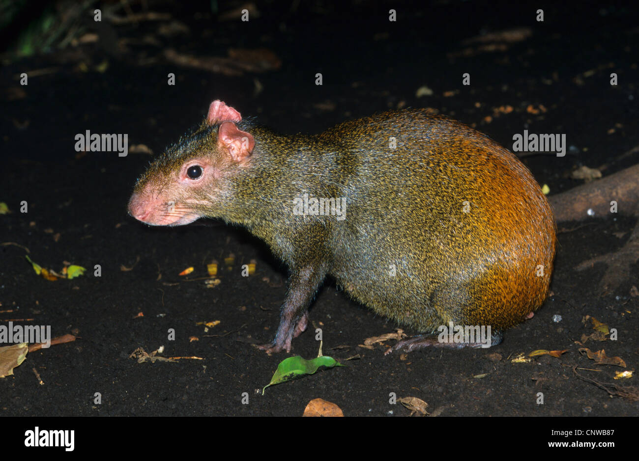 orange-rumped agouti (Dasyprocta aguti), sitting ob the ground Stock ...