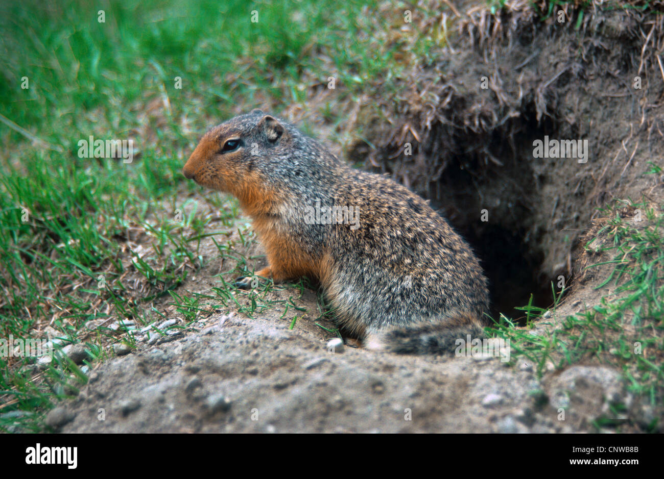 Columbian ground squirrel (Spermophilus columbianus), at the entrande ...