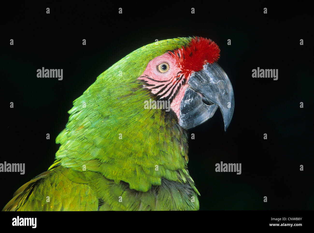 buffon's macaw, buffons macaw (Ara ambigua), portrait Stock Photo - Alamy