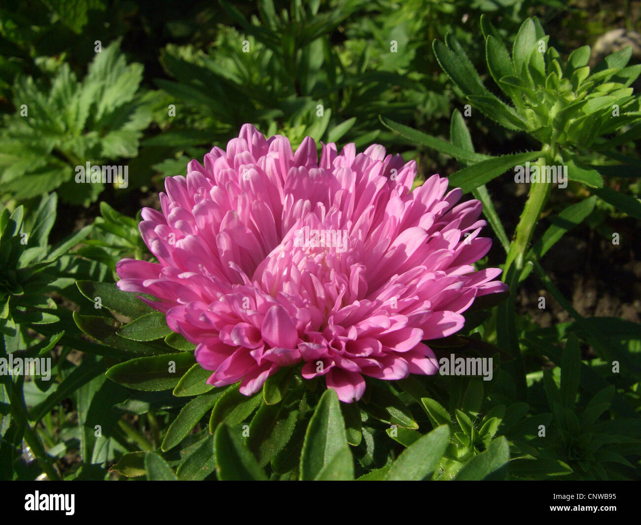 Chinese aster, China Aster (Callistephus chinensis), blooming Stock ...