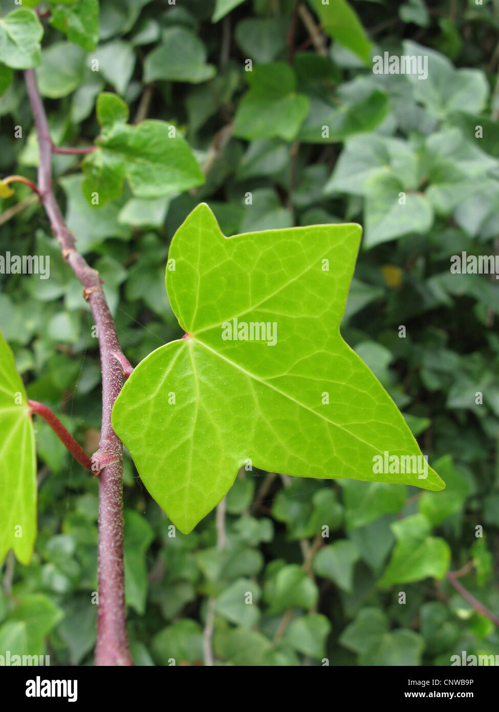 Canarian ivy (Hedera canariensis, Hedera helix ssp. canariensis), leaf ...
