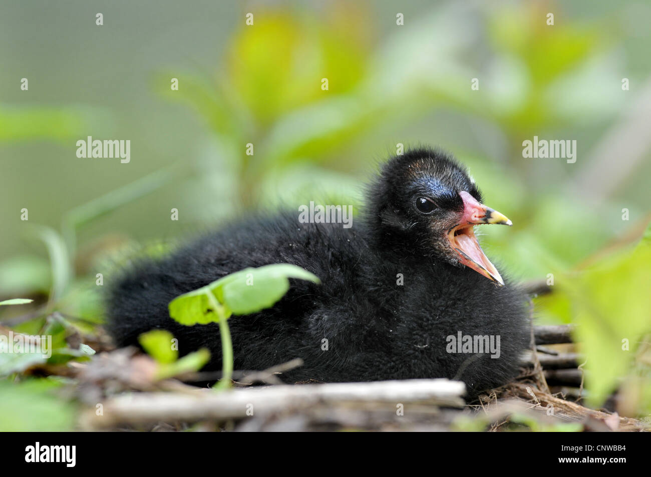 Moorhen fledglings hi-res stock photography and images - Alamy