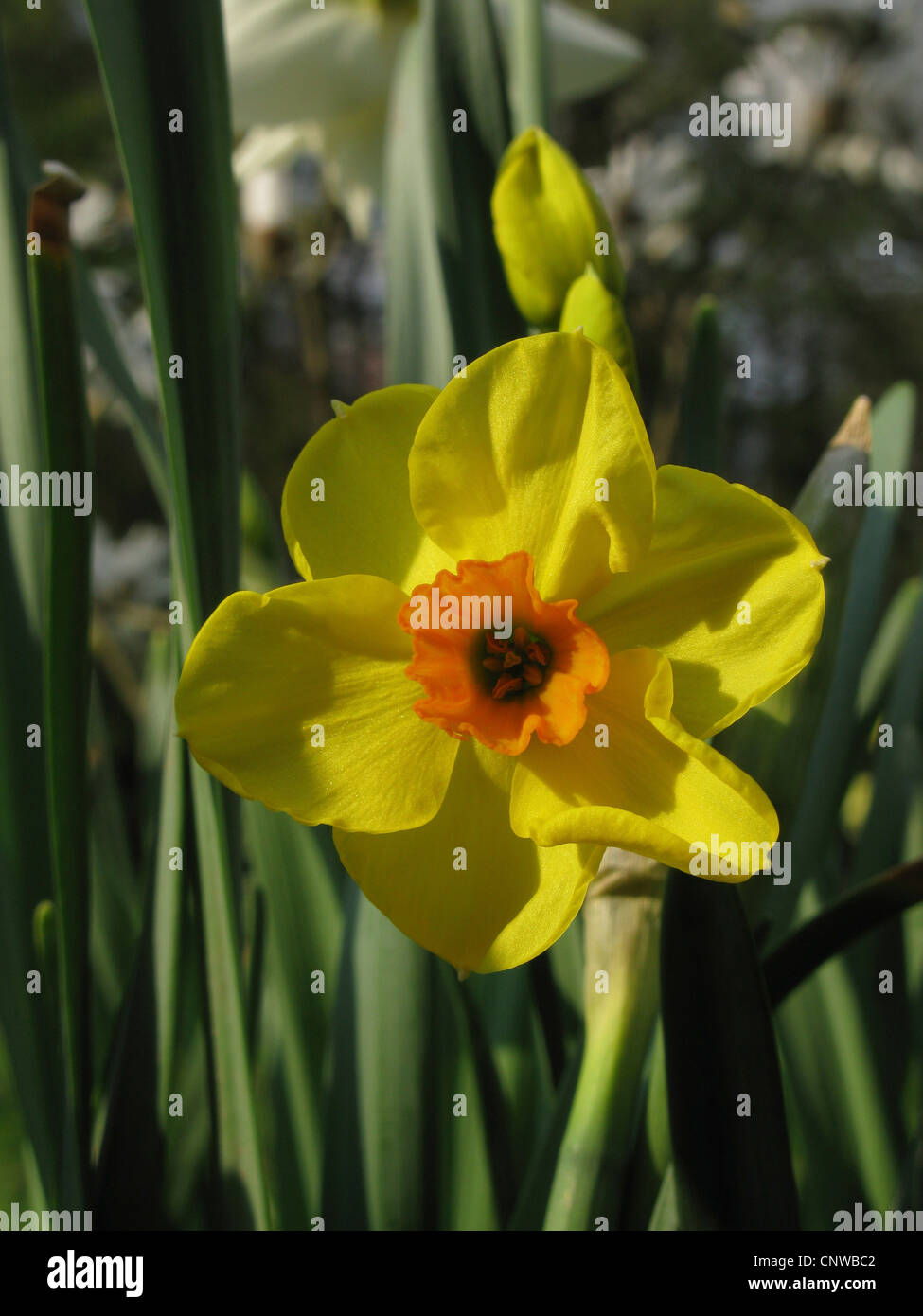 Narcissus falconet hi-res stock photography and images - Alamy