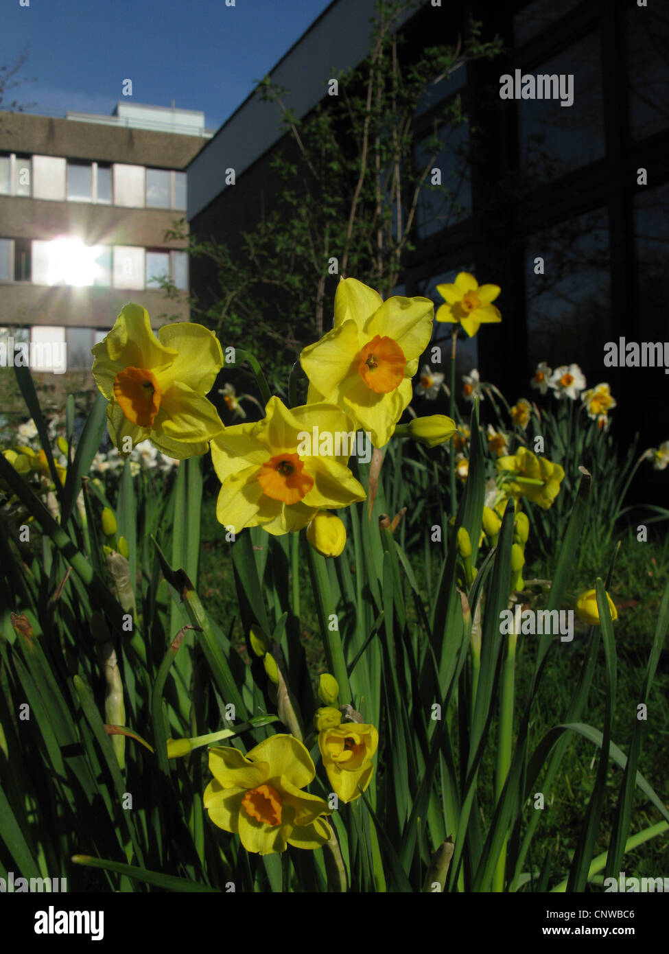 daffodil (Narcissus Falconet, Narcissus 'Falconet'), Tazetta, Poetaz ...