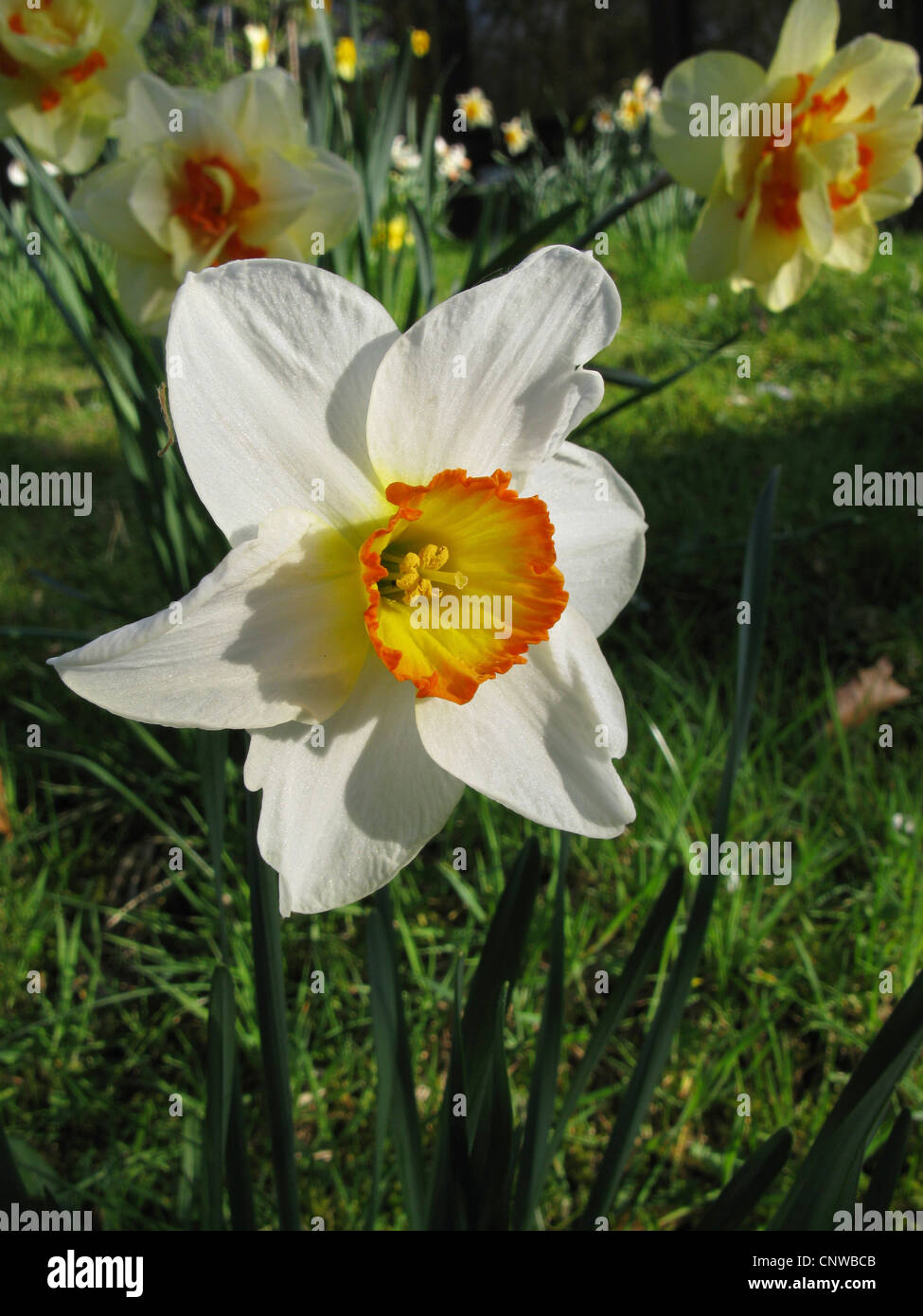 Daffodil narcissus flower record hi-res stock photography and images ...