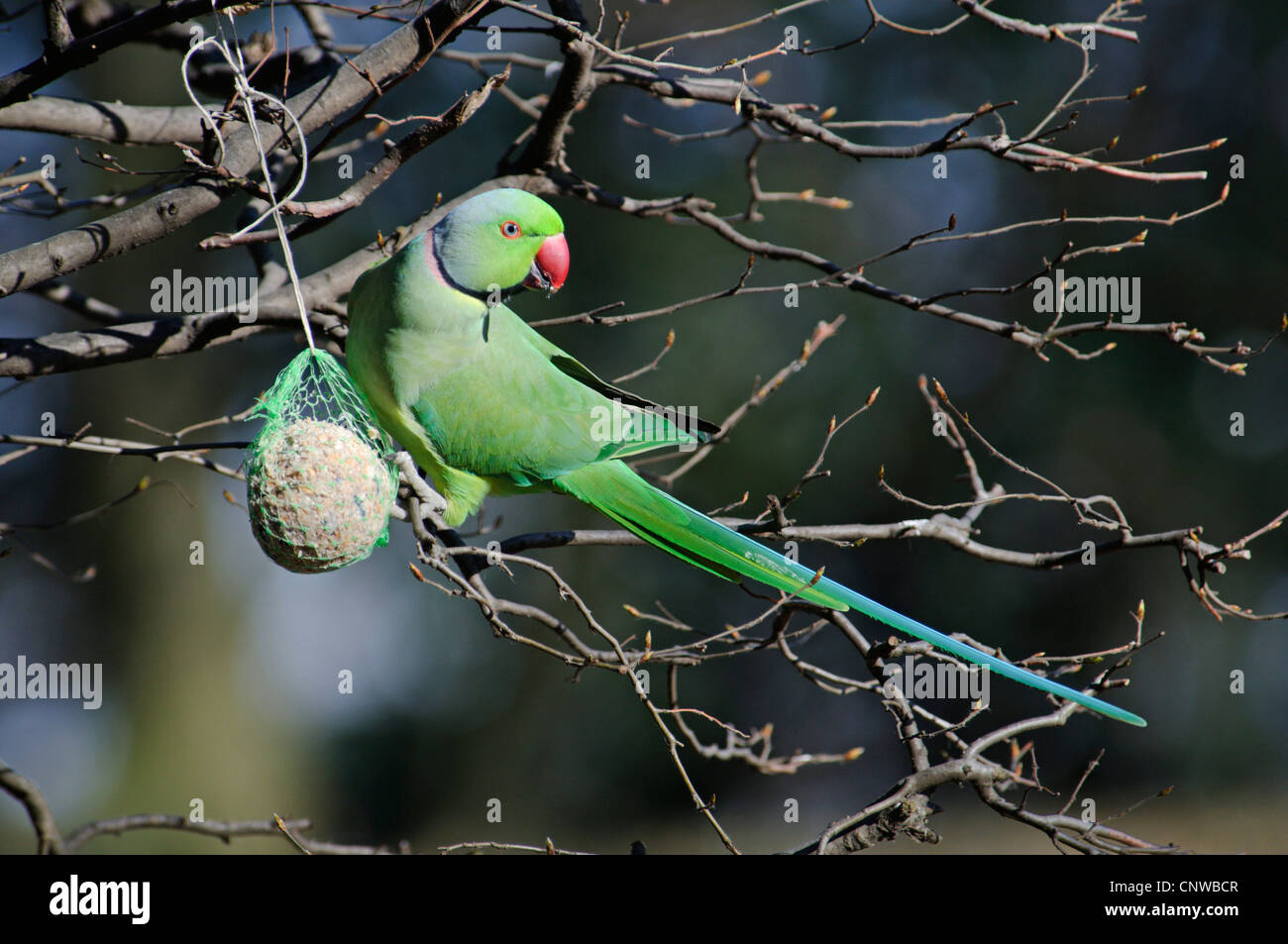 rose-ringed parakeet (Psittacula krameri), feeding at a fat ball ...