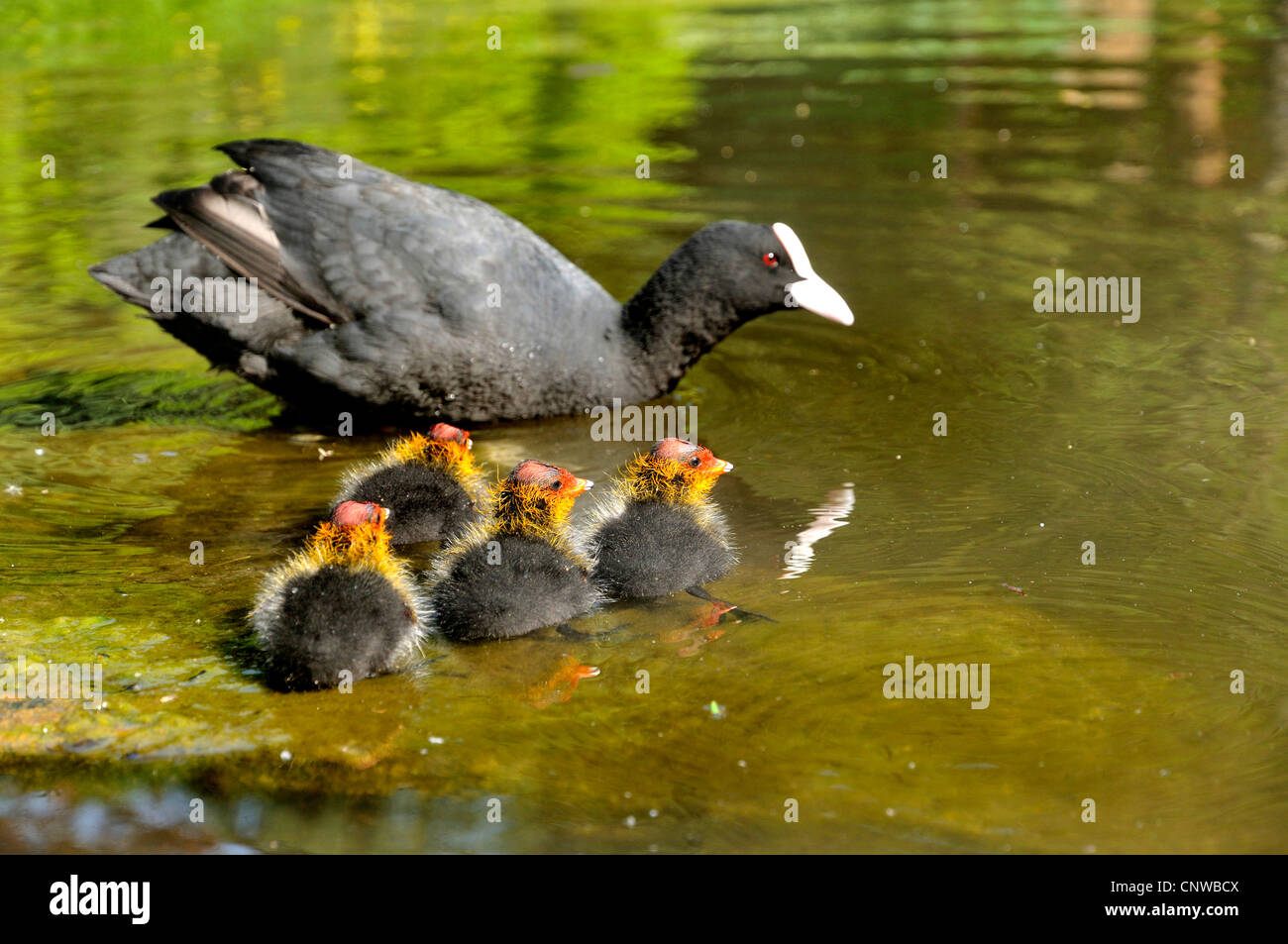 Adult and juvenile coots hi-res stock photography and images - Alamy