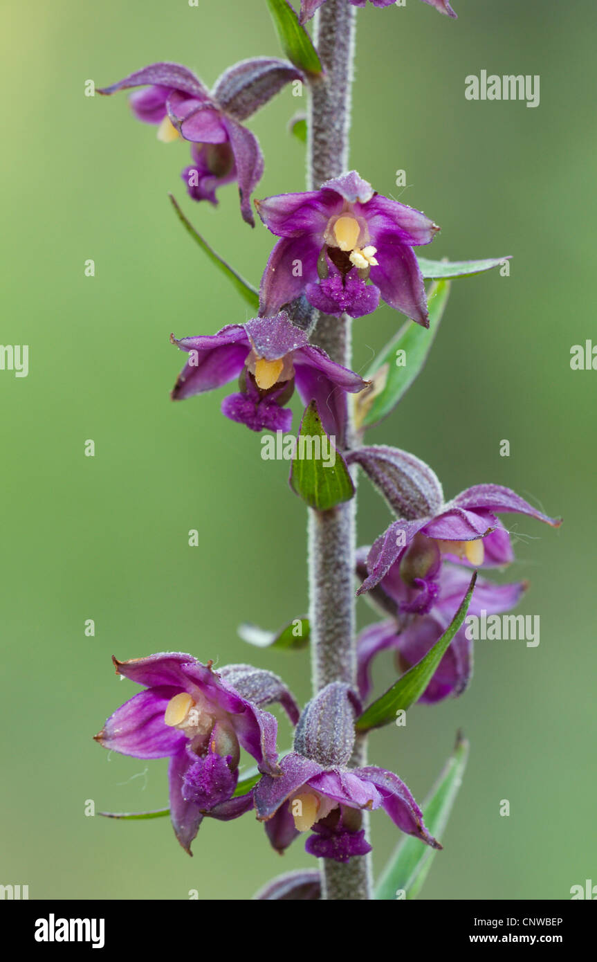 dark-red helleborine, royal helleborine (Epipactis atrorubens ...
