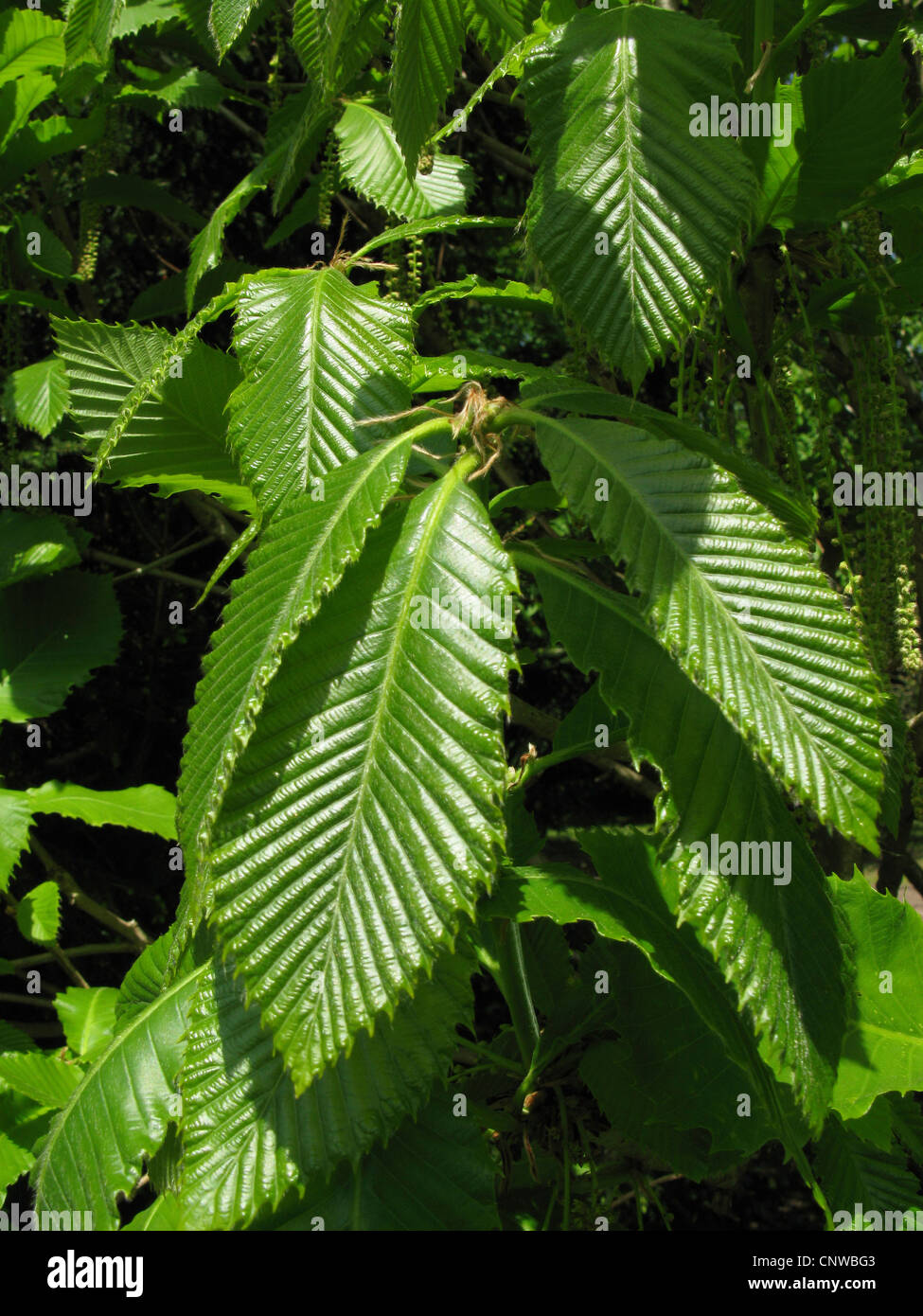 Armenian oak quercus pontica hi-res stock photography and images - Alamy