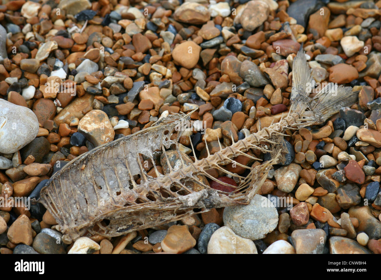 Fish Skeleton Stock Photos & Fish Skeleton Stock Images - Alamy