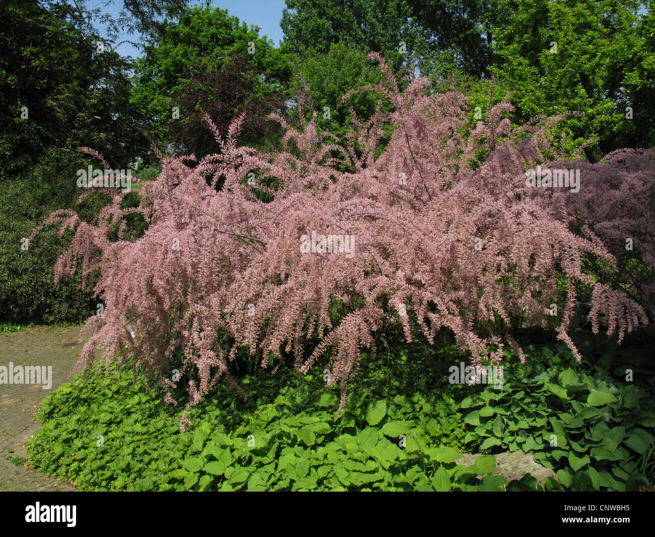 Small Flower Tamarisk (Tamarix parviflora), blooming bush Stock Photo ...