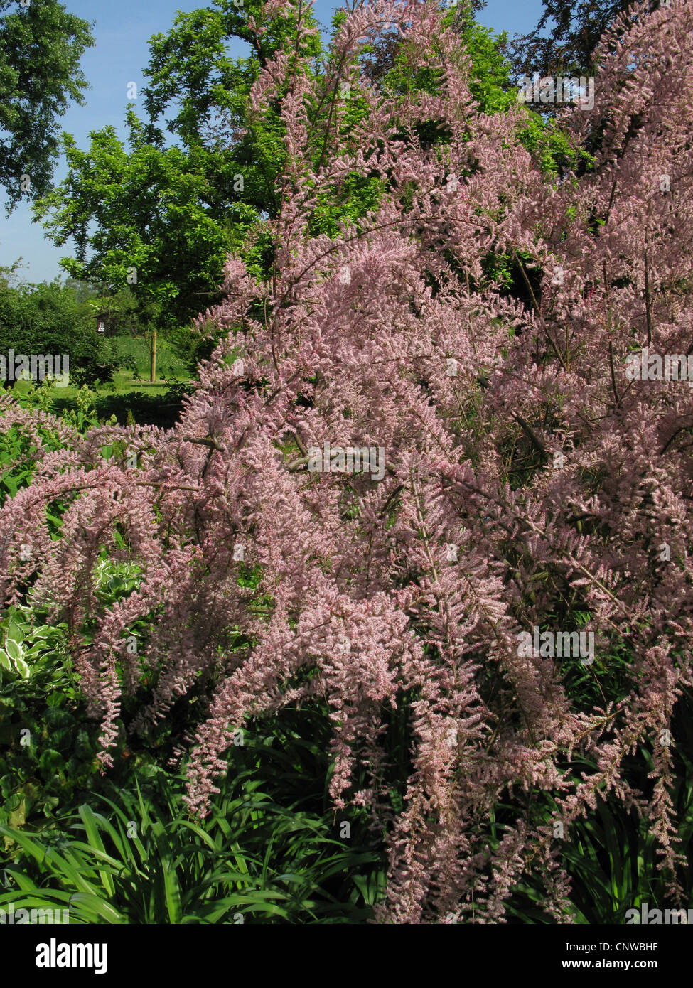 Small Flower Tamarisk (Tamarix parviflora), blooming bush Stock Photo ...