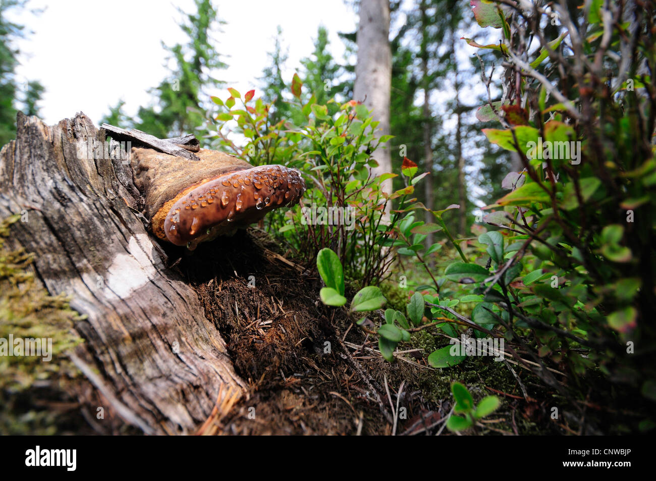 brown crumbly rot, red banded polypore (Fomitopsis pinicola), at tree ...