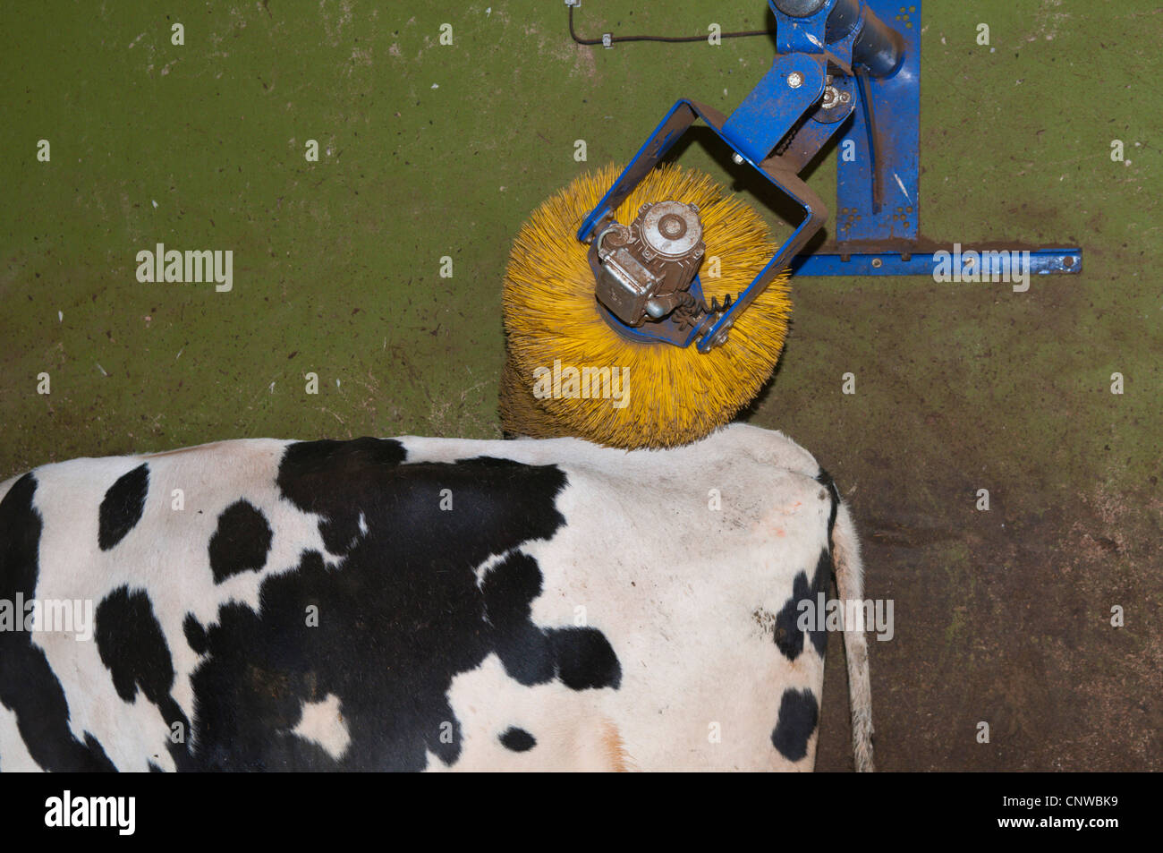 domestic cattle (Bos primigenius f. taurus), cow using the scratch ...