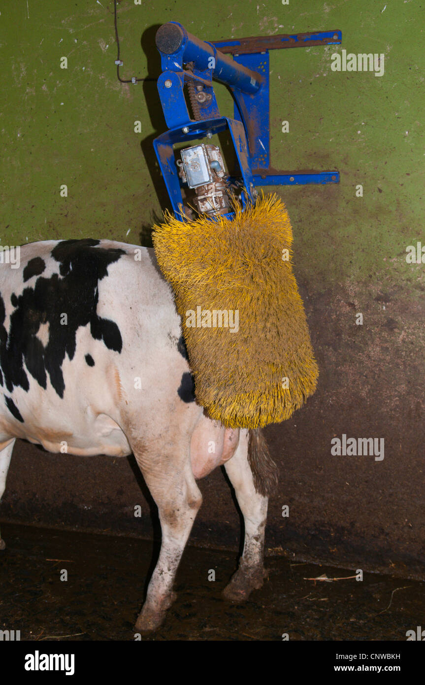 Cow scratch hi-res stock photography and images - Alamy