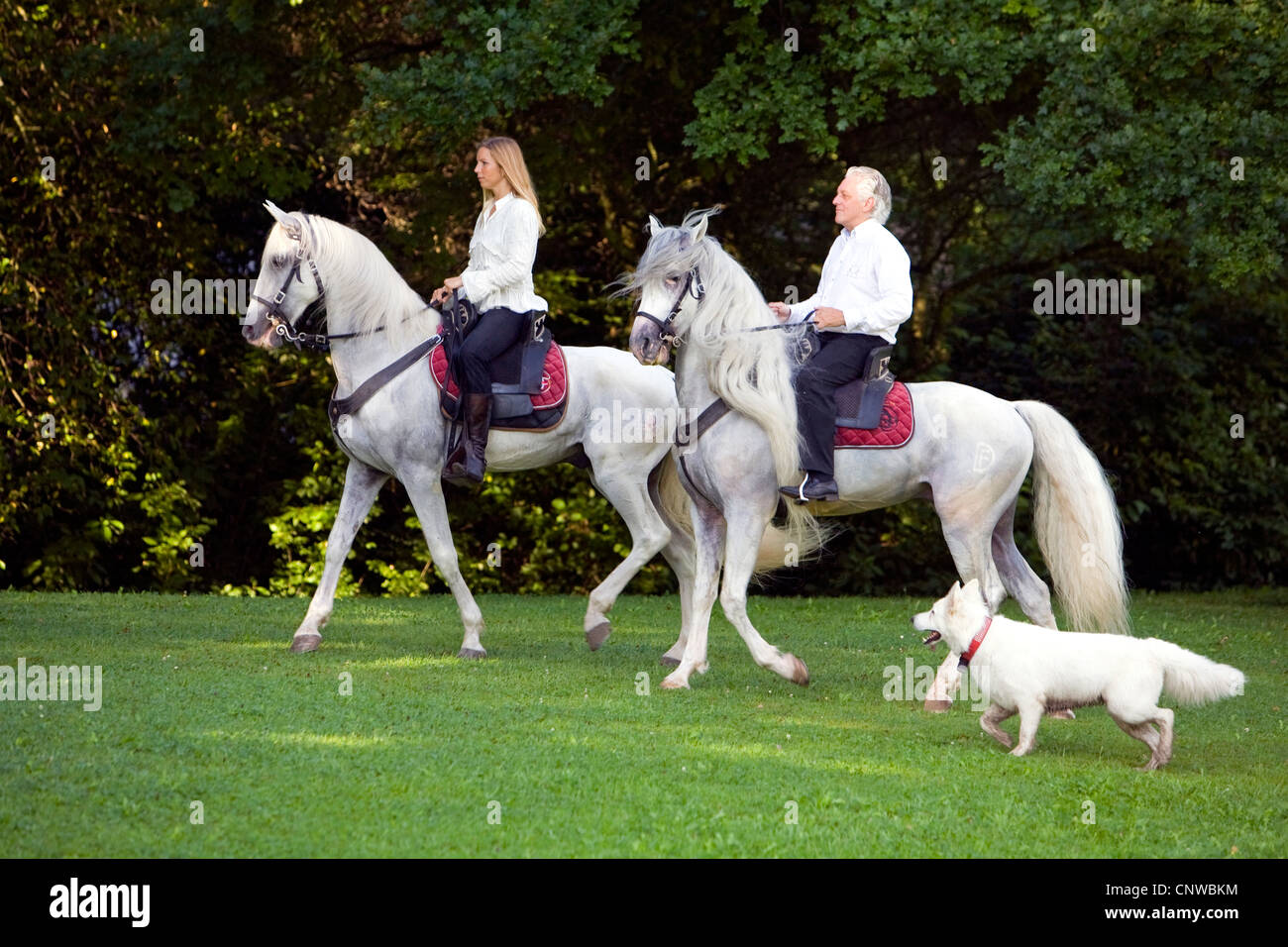 two rider on white horses with dog in a park, Germany Stock Photo - Alamy