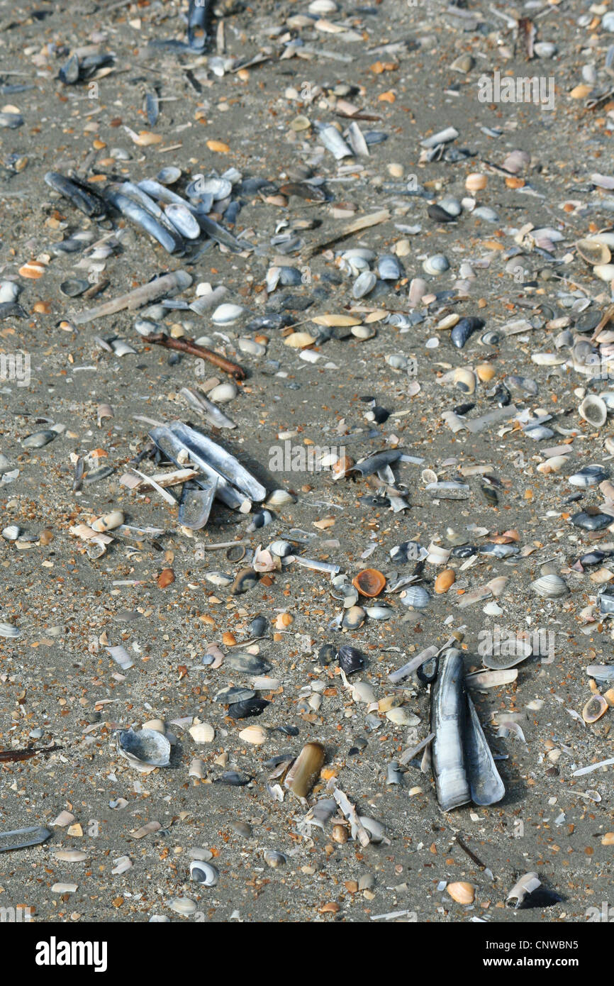 Shells on Beach Stock Photo - Alamy
