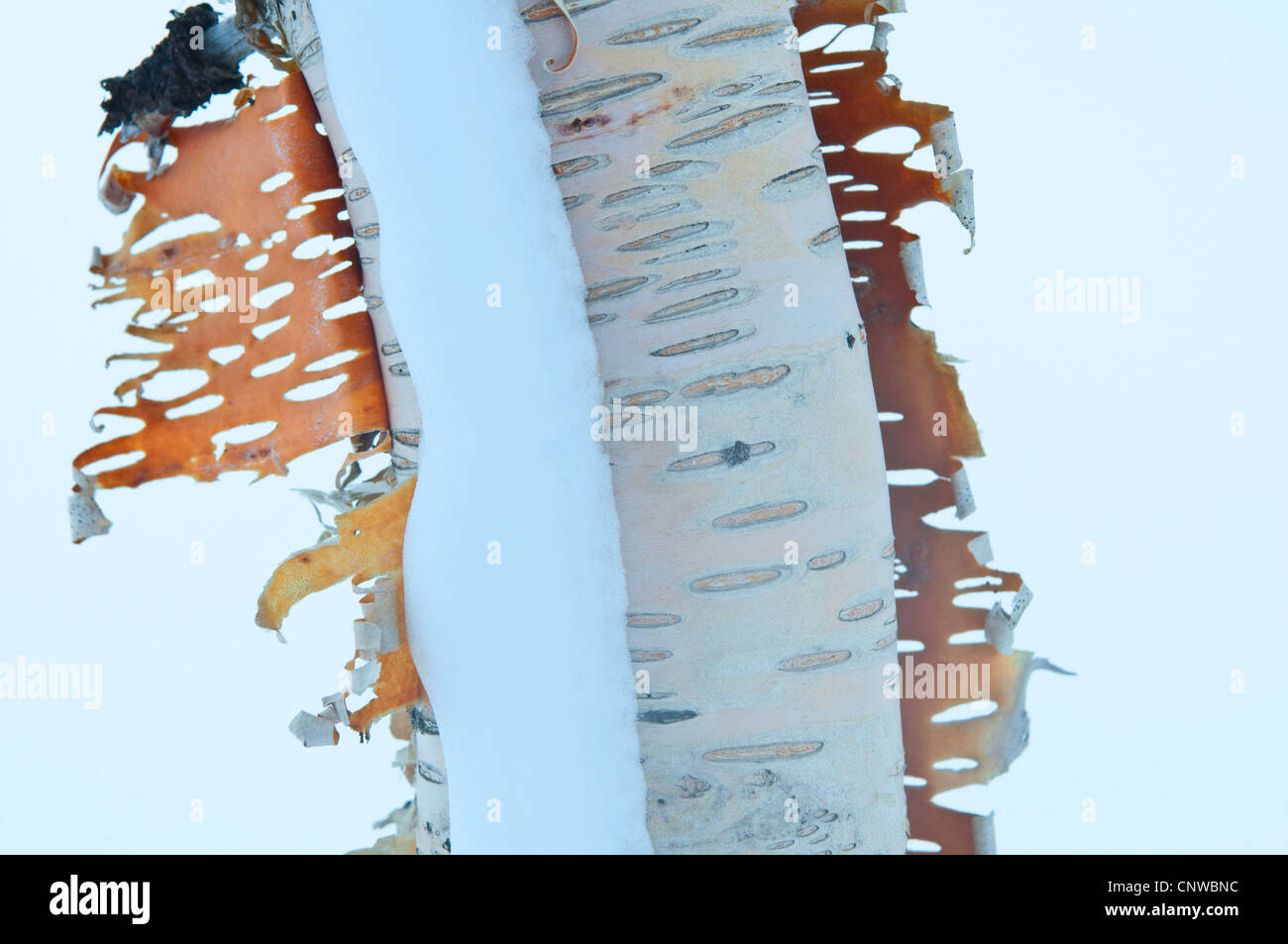 common birch, silver birch, European white birch, white birch (Betula ...