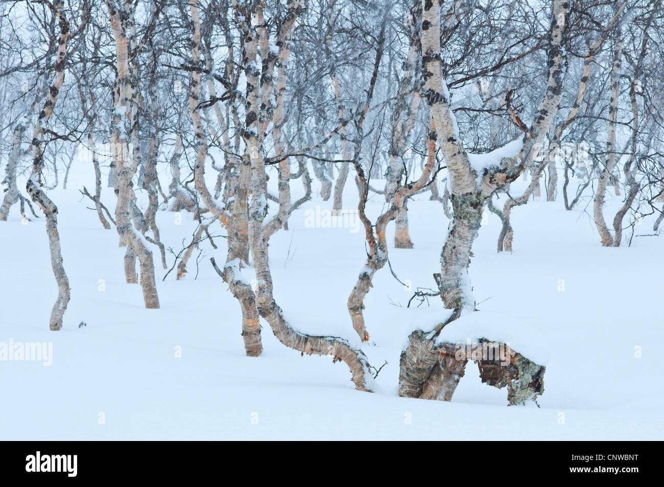 common birch, silver birch, European white birch, white birch (Betula ...