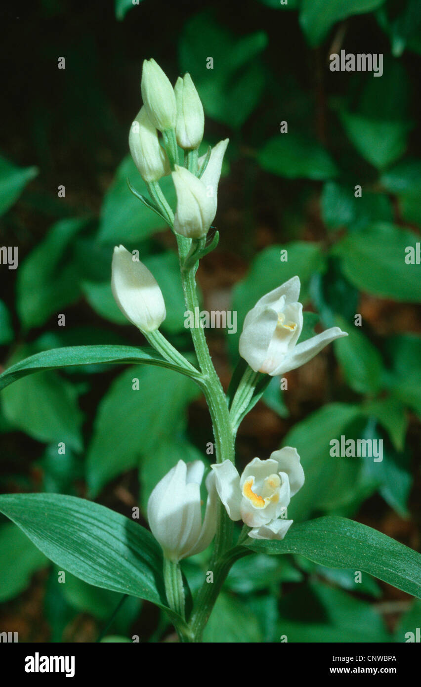 white helleborine (Cephalanthera damasonium), inflorescence Stock Photo ...