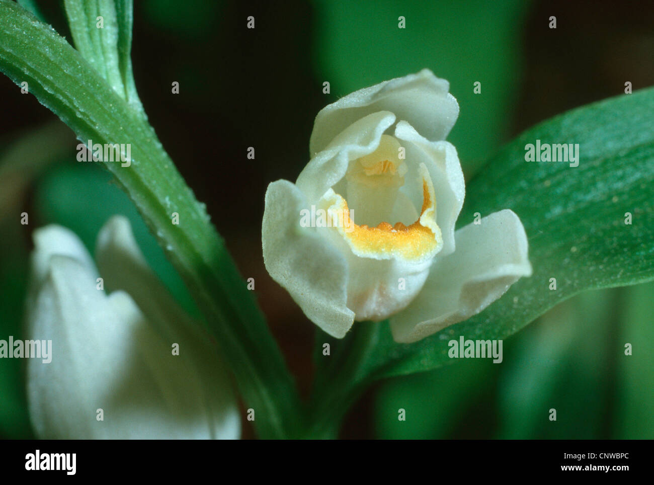 white helleborine (Cephalanthera damasonium), flower Stock Photo - Alamy