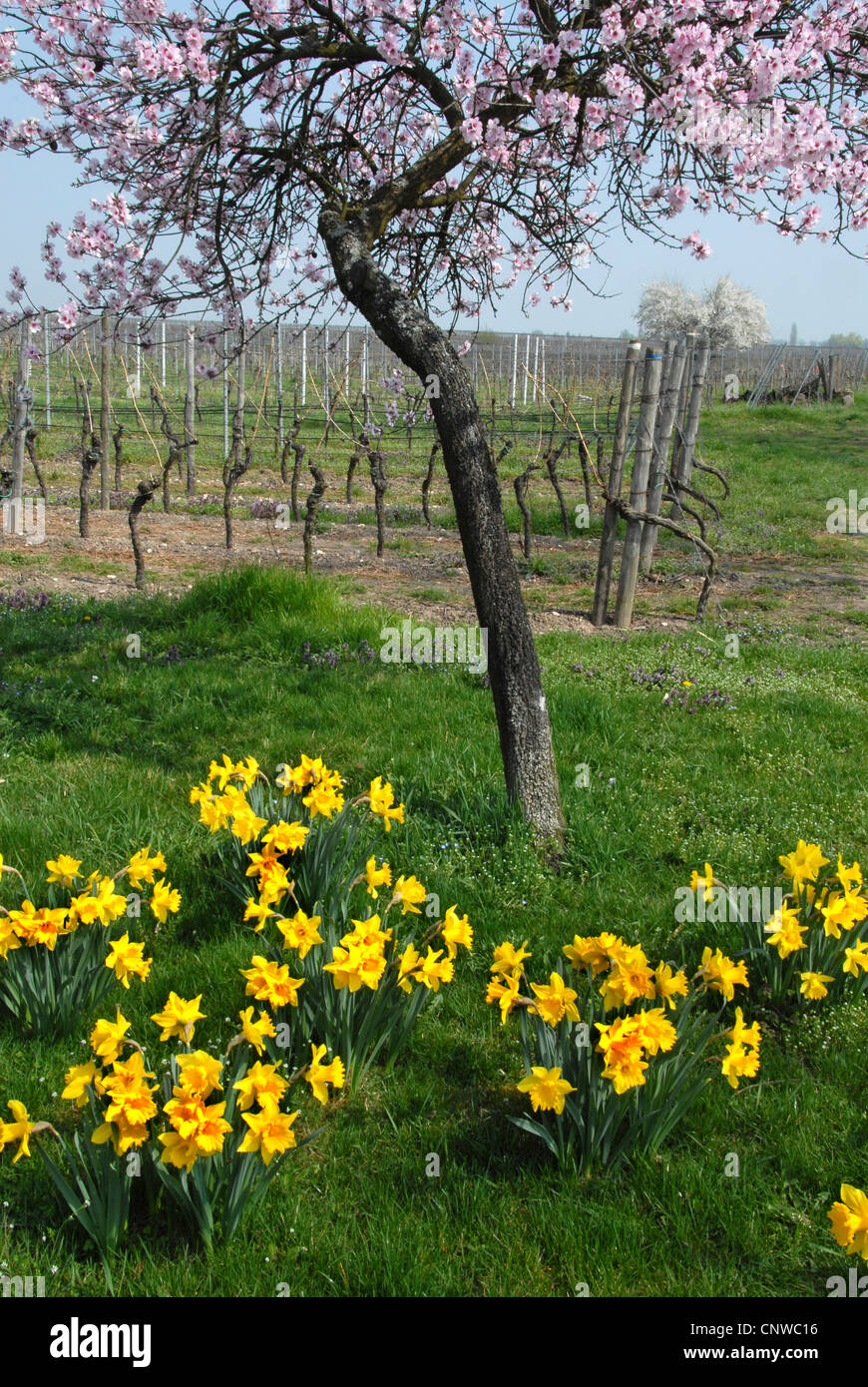 Bitter almond tree in cultural landscape hi-res stock photography and ...