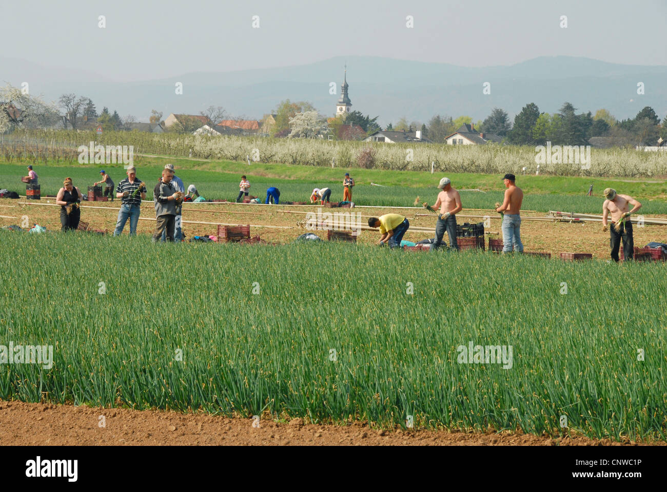 harvest of spring onions in Goennheim, Germany, Rhineland-Palatinate ...