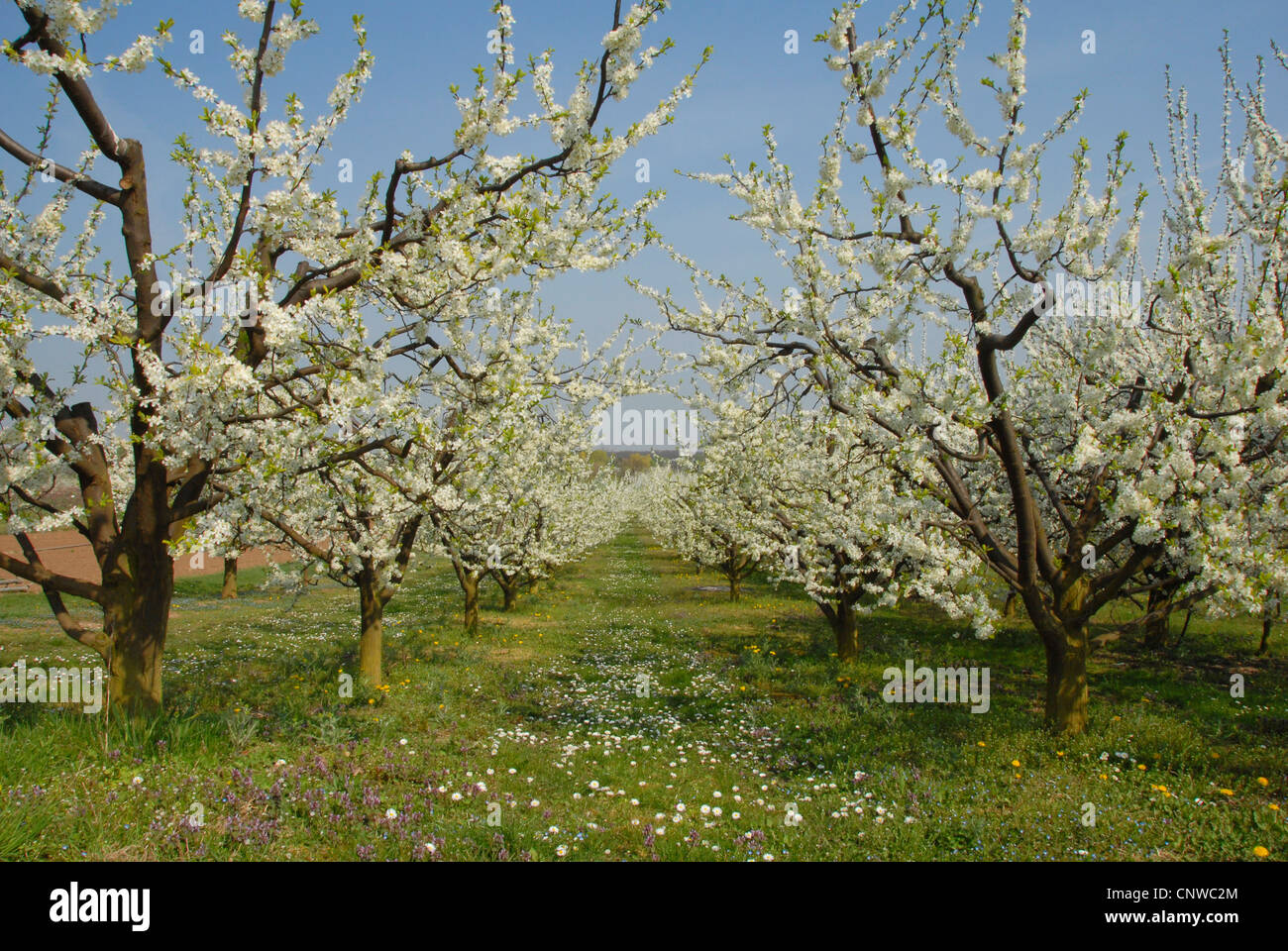 European plum (Prunus domestica), blooming plum tree, Germany ...