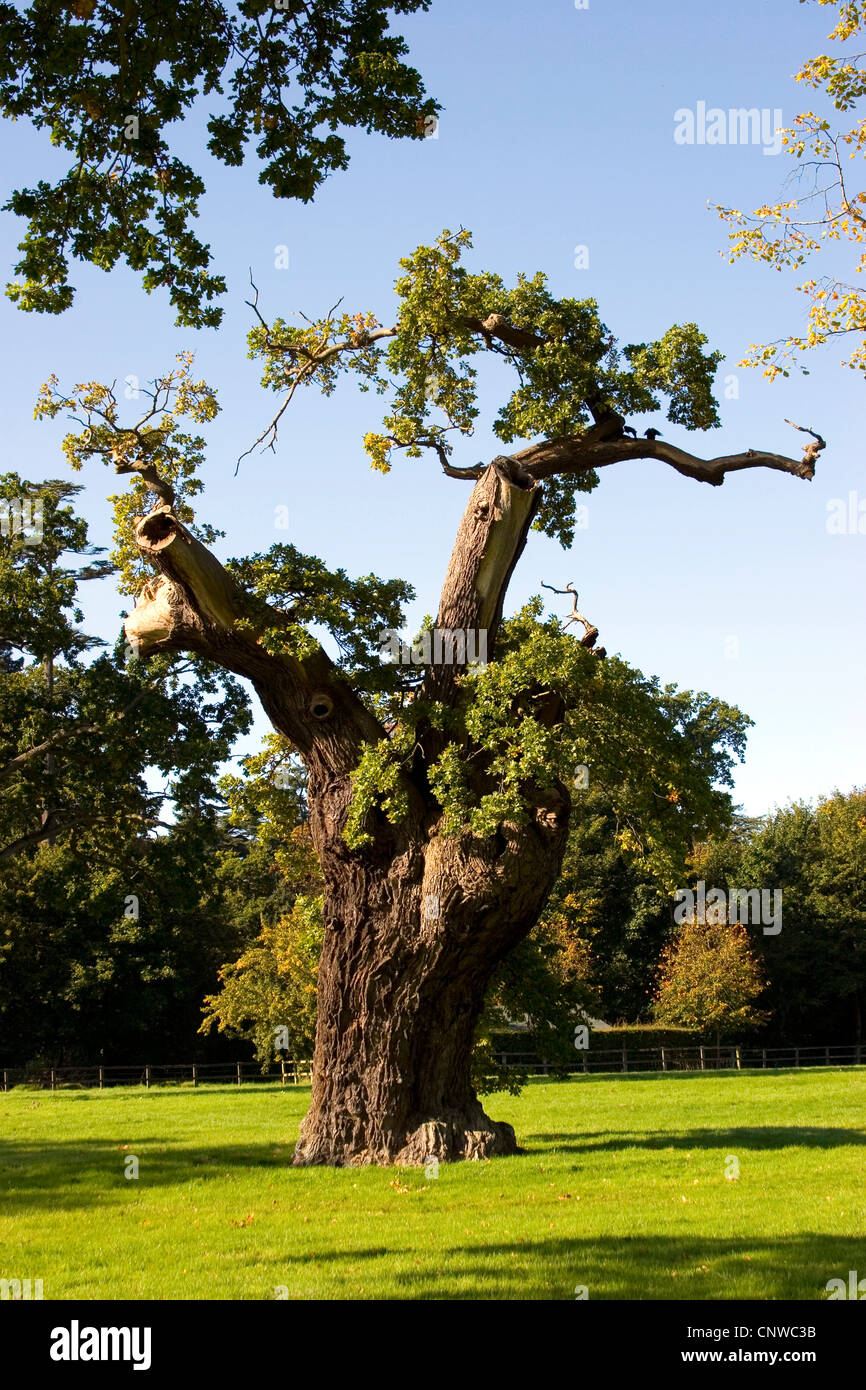 Gnarled old tree hi-res stock photography and images - Alamy