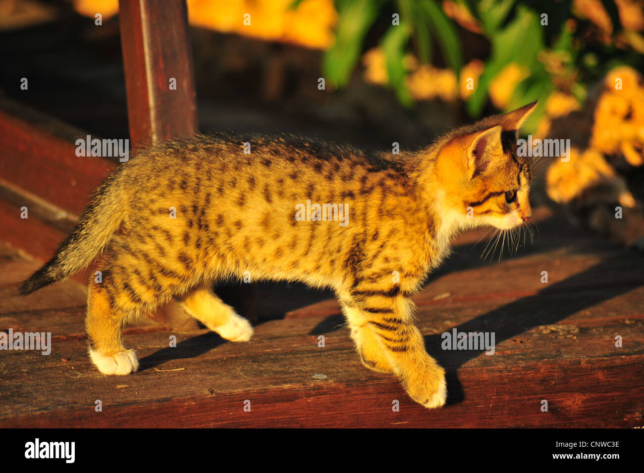 Photograph of Cat in bright sunshine Stock Photo - Alamy