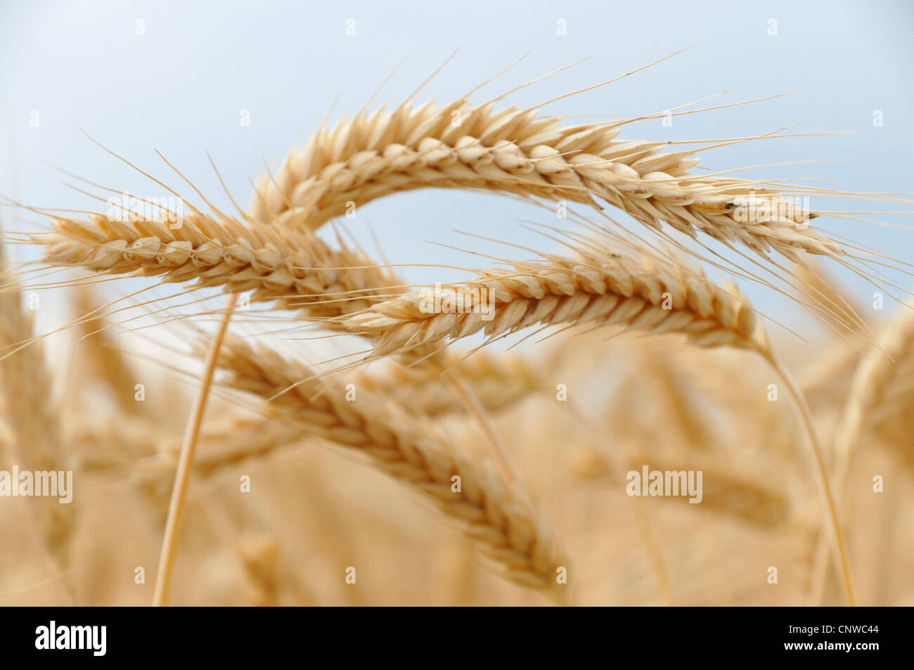 Triticale (Triticosecale,x Triticosecale), ears of triticale, Germany ...