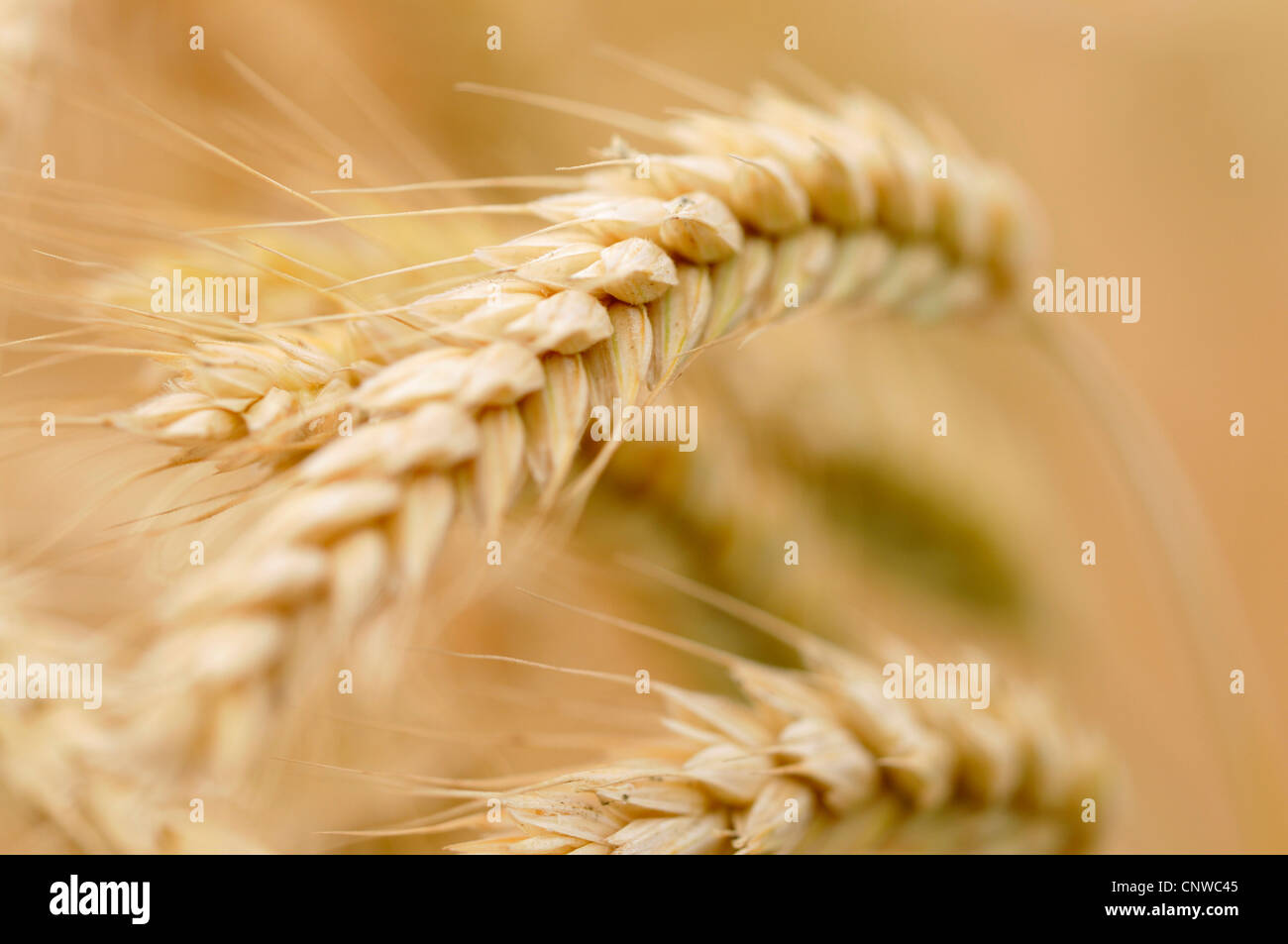 Triticale hi-res stock photography and images - Alamy