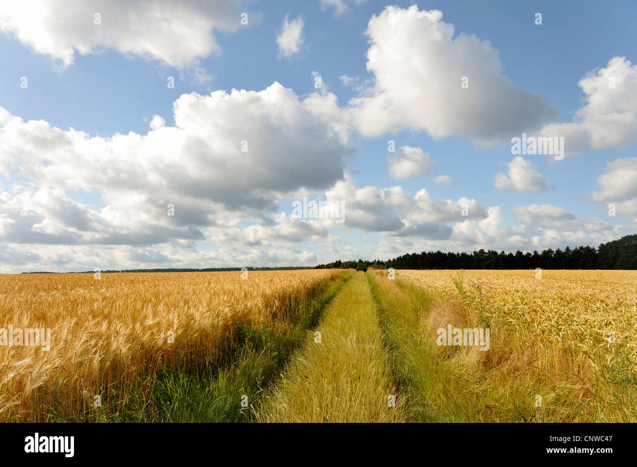 Path between plants hi-res stock photography and images - Alamy