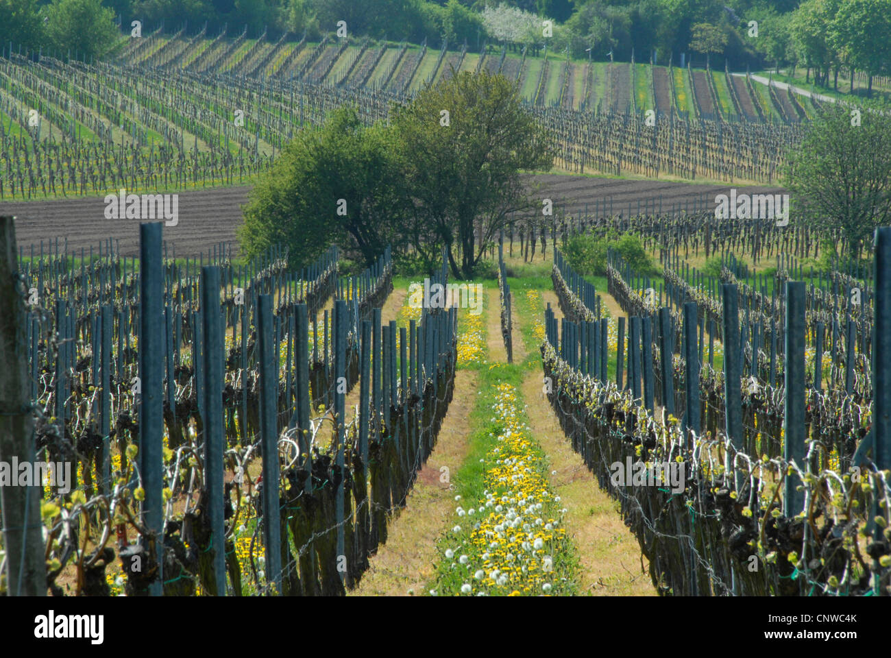 vineyard in spring, Germany, Rhineland-Palatinate, Palatinate, German ...