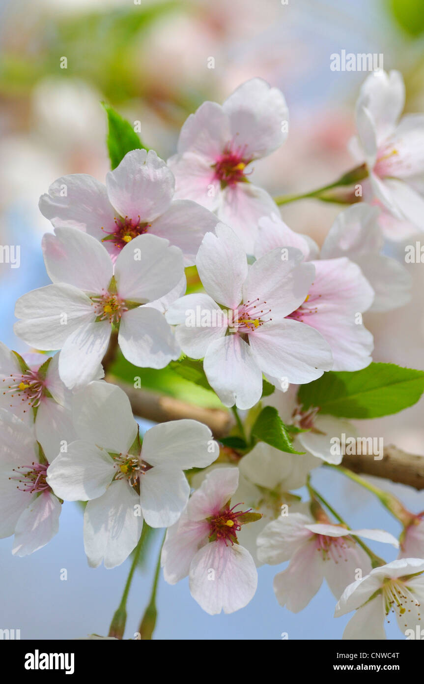 Cherry flowers on fruit hi-res stock photography and images - Alamy