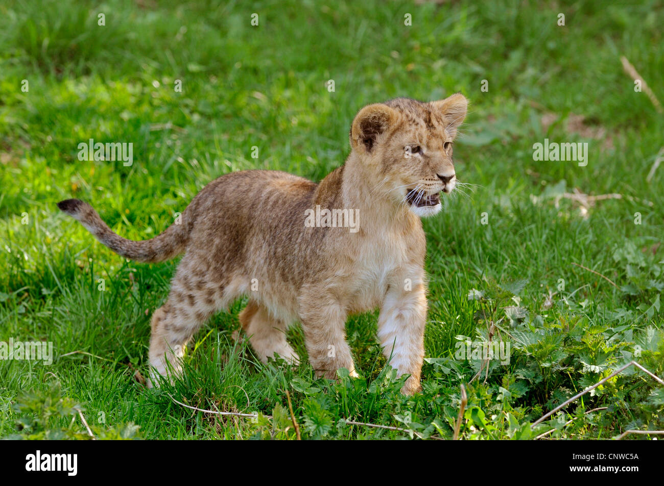 lion (Panthera leo), pup Stock Photo - Alamy
