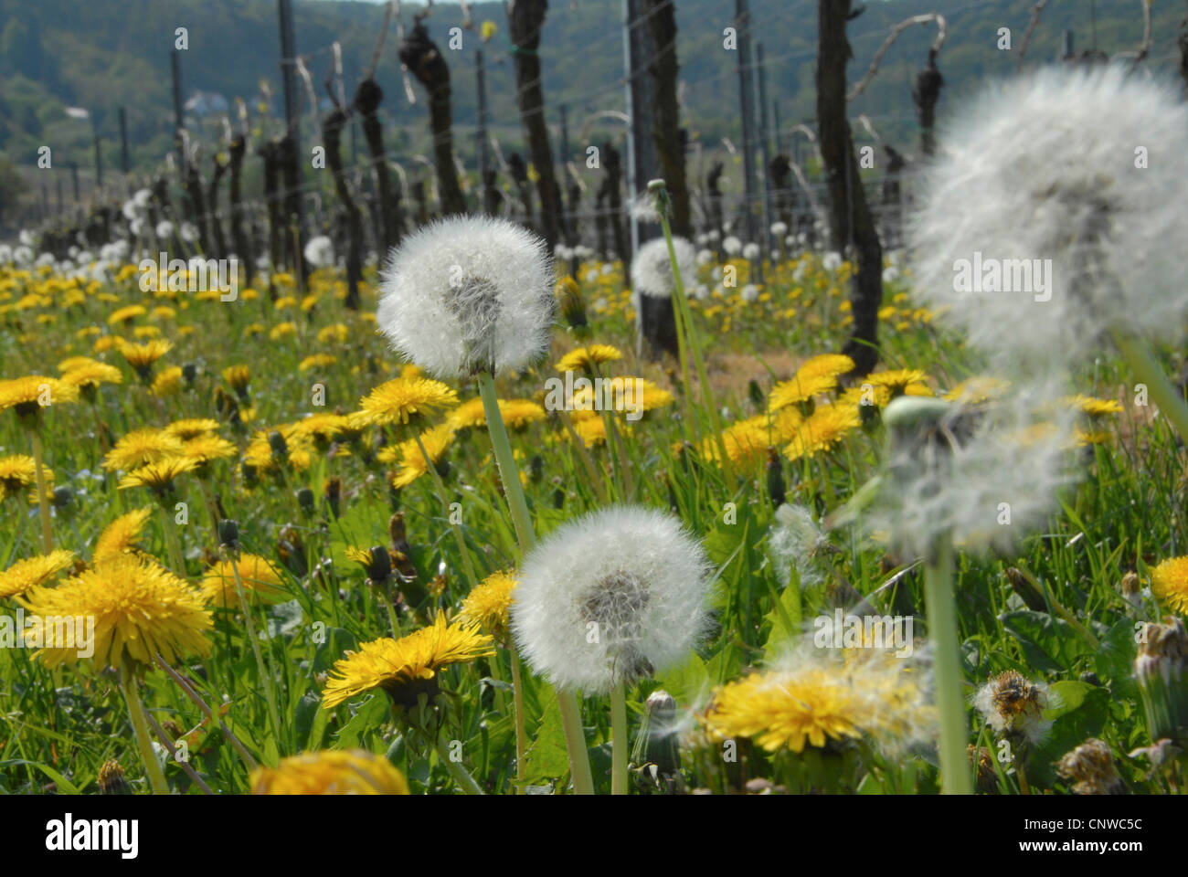 dandelion (Taraxacum spec.), row of grape vine with dandelion, Germany ...