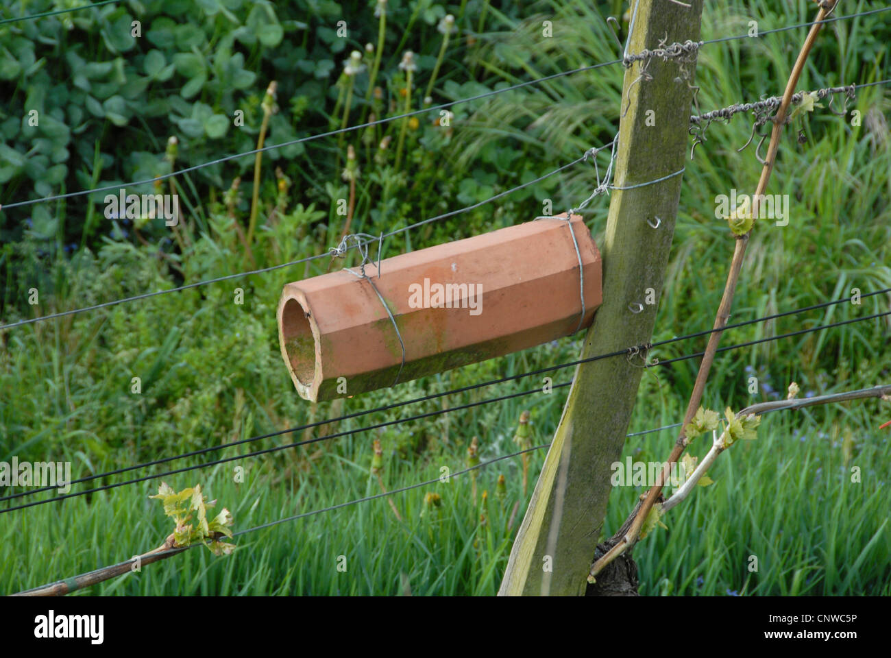 nest box in a vineyard, biological plant protection, Germany, Rhineland ...