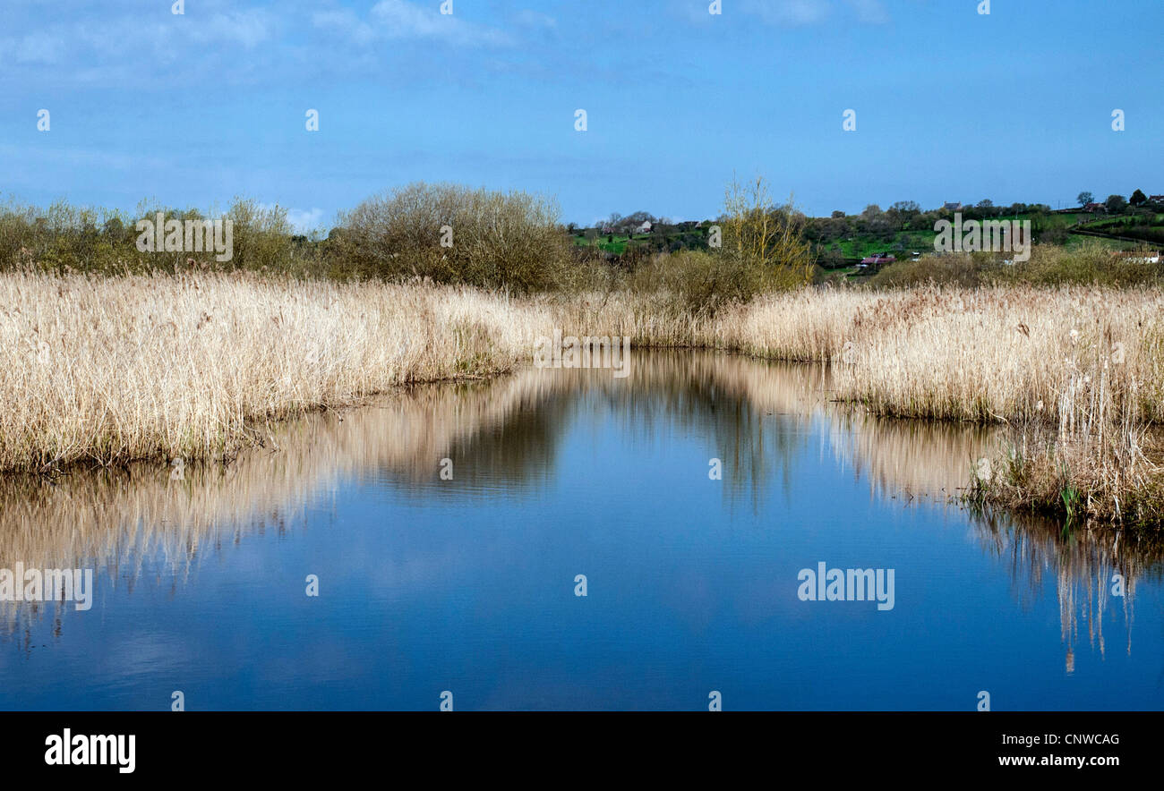 Somerset Levels, Shapwick Heath, National Nature Reserve, England, UK ...