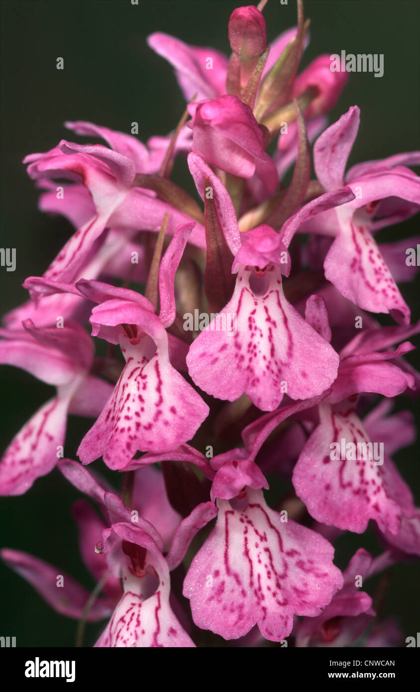 cuckoo flower (Dactylorhiza sphagnicola), flower Stock Photo - Alamy
