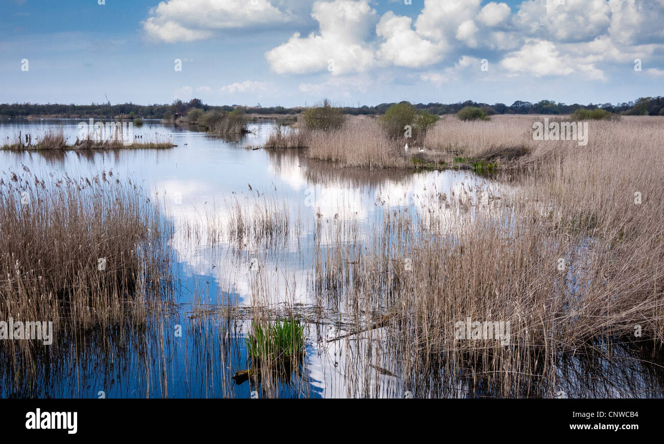 Somerset Levels, Shapwick Heath, National Nature Reserve, England, UK ...