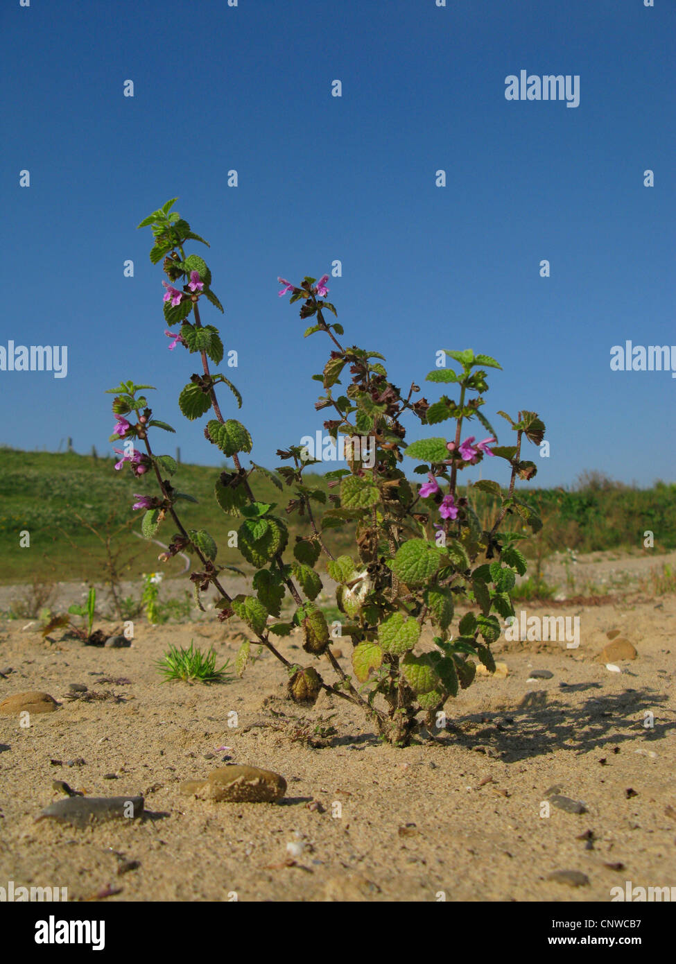 Ballota Stock Photos & Ballota Stock Images - Alamy